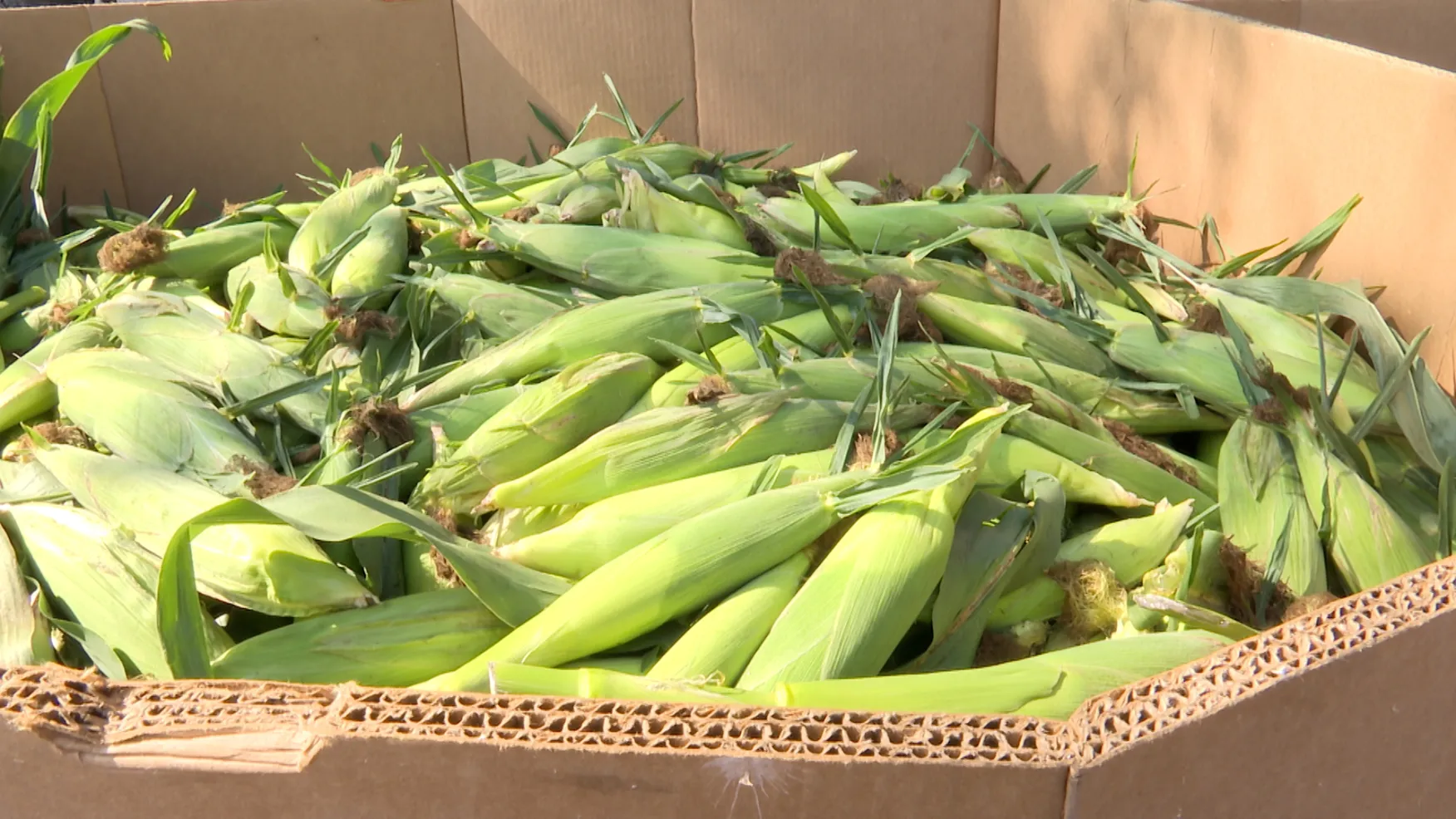 11-tons of sweet corn donated to local food bank - Nayak Farms